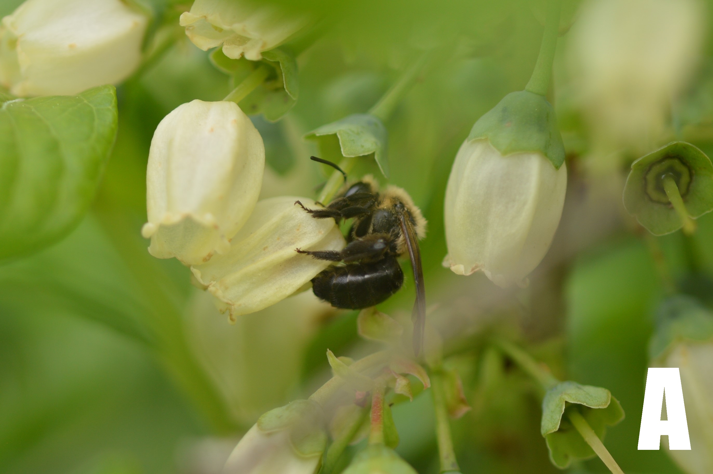 Identifying Wild Bees As Pollinators of Indiana’s Specialty Crops