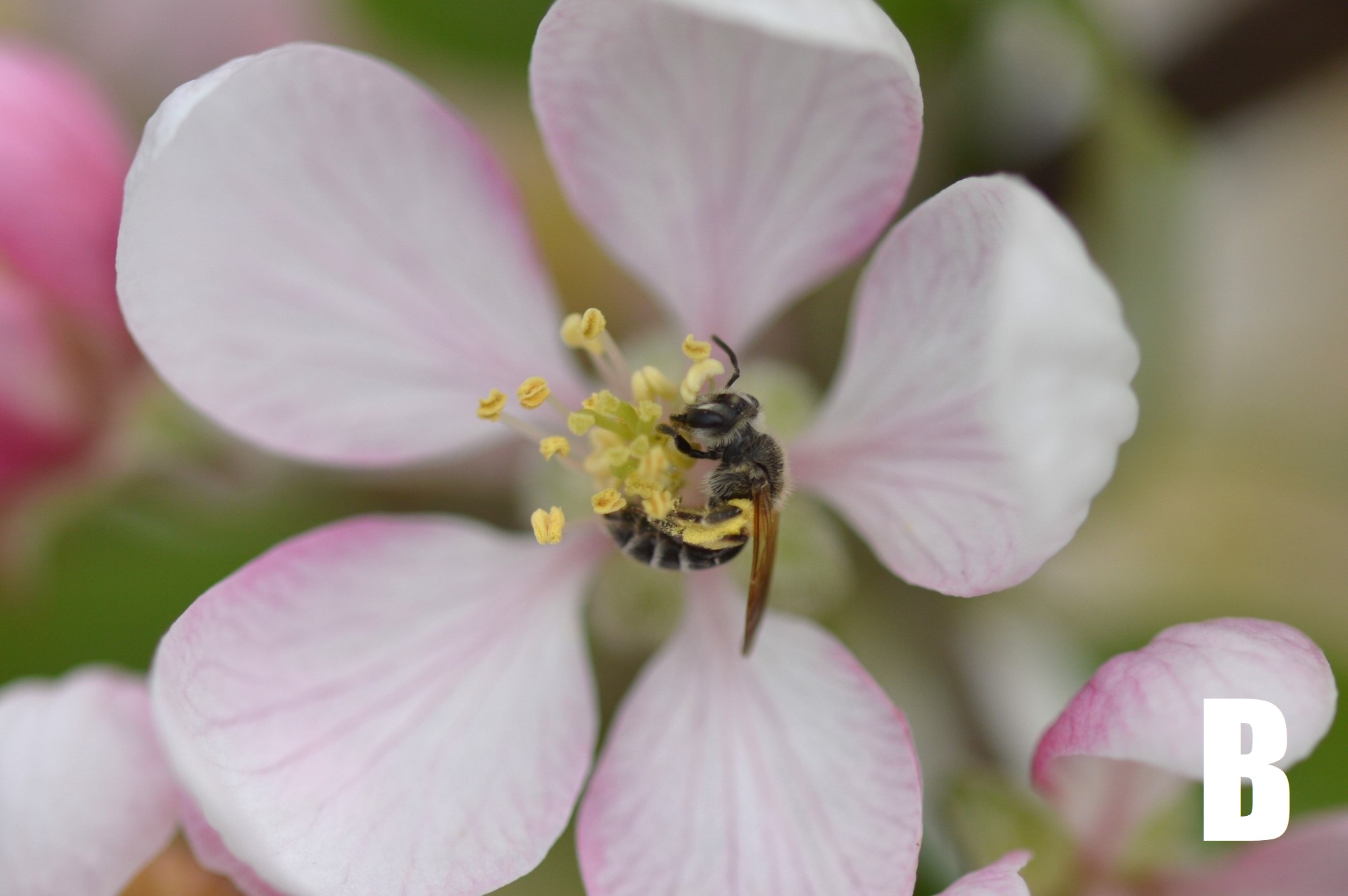 Identifying Wild Bees As Pollinators of Indiana’s Specialty Crops