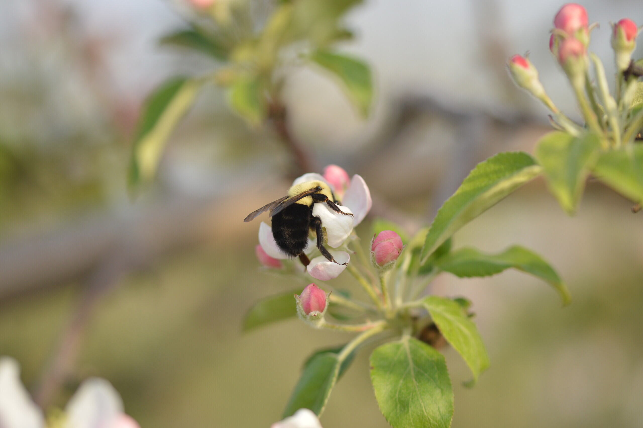 Identifying Wild Bees As Pollinators of Indiana’s Specialty Crops