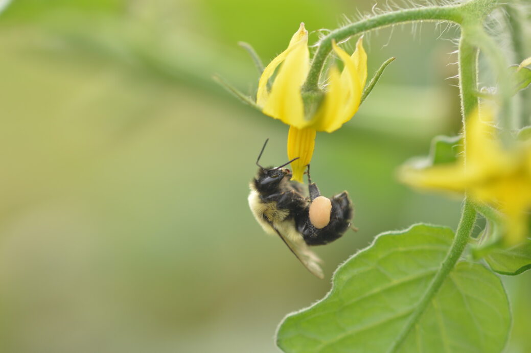 Identifying Wild Bees As Pollinators of Indiana’s Specialty Crops