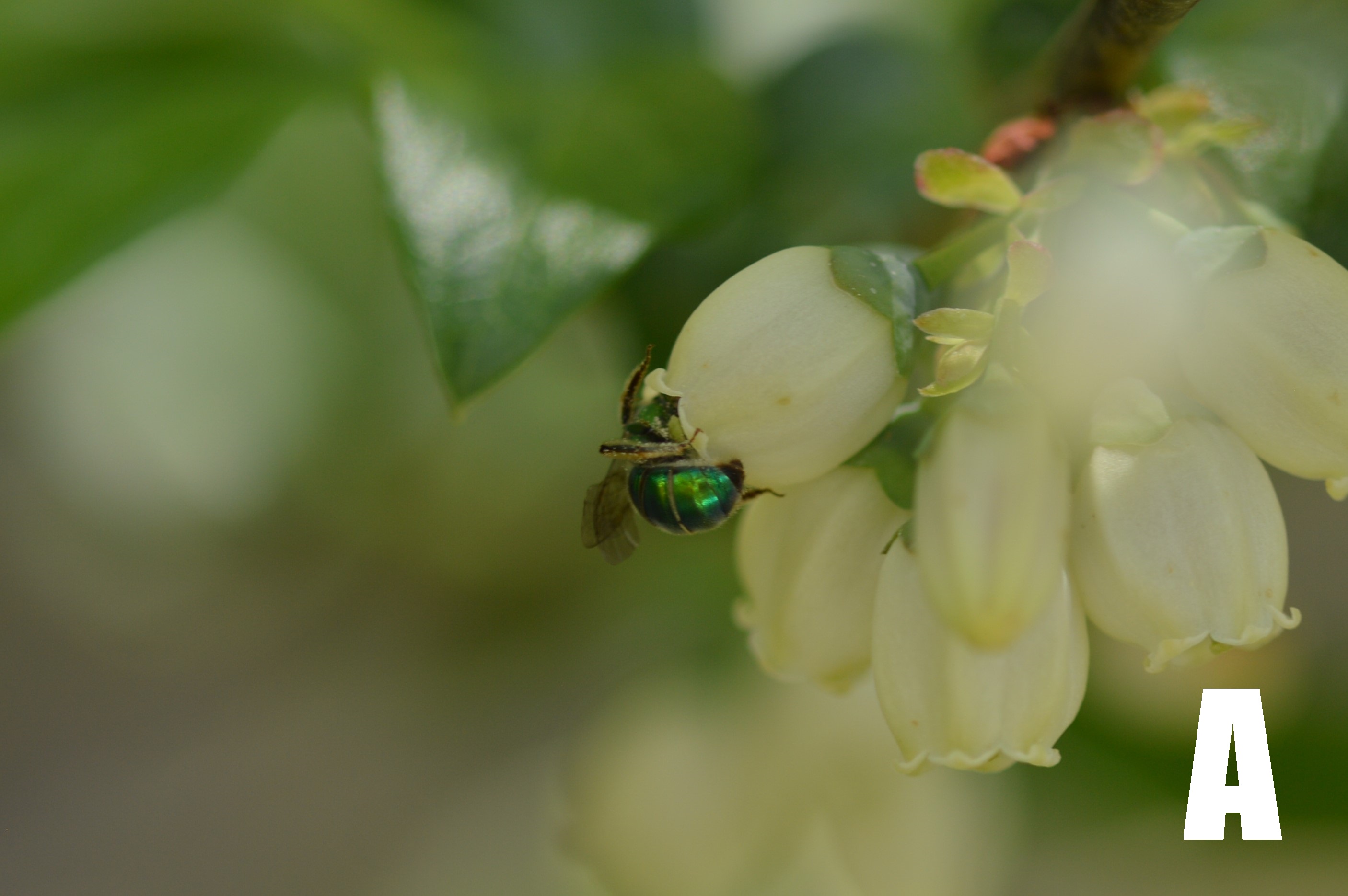 Identifying Wild Bees As Pollinators of Indiana’s Specialty Crops