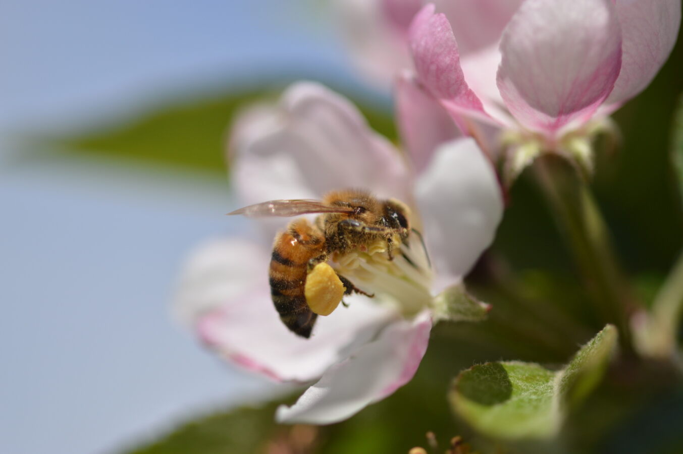 Identifying Wild Bees As Pollinators of Indiana’s Specialty Crops