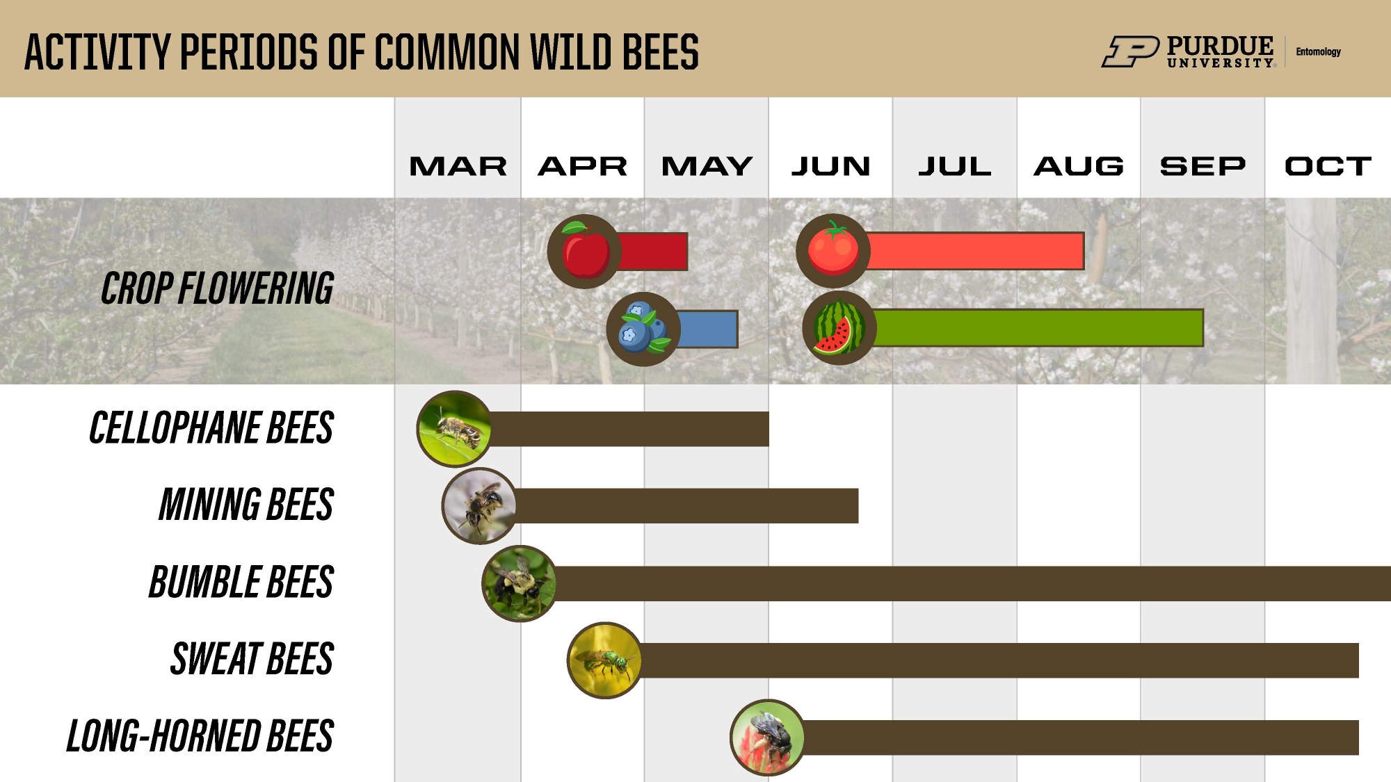 Identifying Wild Bees As Pollinators of Indiana’s Specialty Crops
