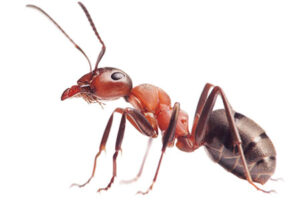 Correspondence Courses – Urban Entomology at Purdue