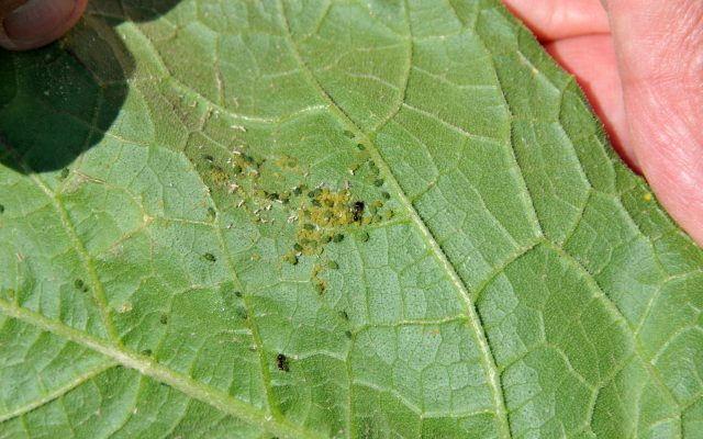 Insect Gallery – Vegetable Insects and Their Management