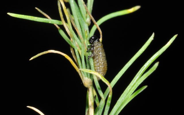 Insect Gallery – Vegetable Insects and Their Management