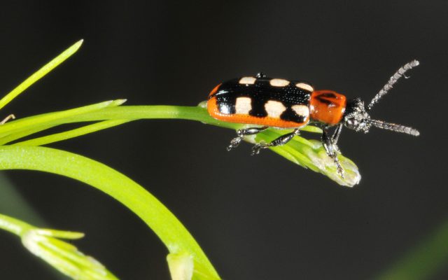 Insect Gallery – Vegetable Insects and Their Management