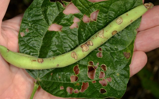 Insect Gallery – Vegetable Insects and Their Management