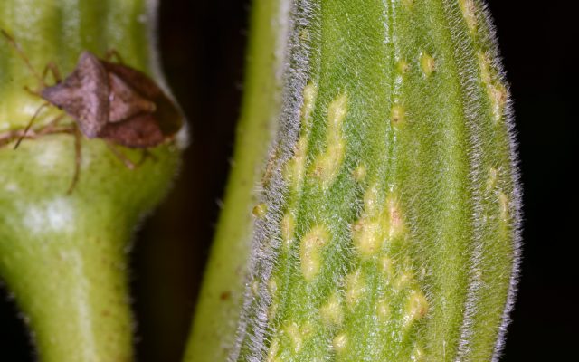 Insect Gallery – Vegetable Insects and Their Management