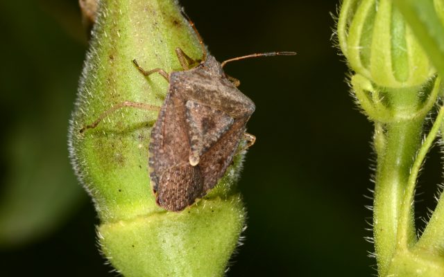 Insect Gallery – Vegetable Insects and Their Management