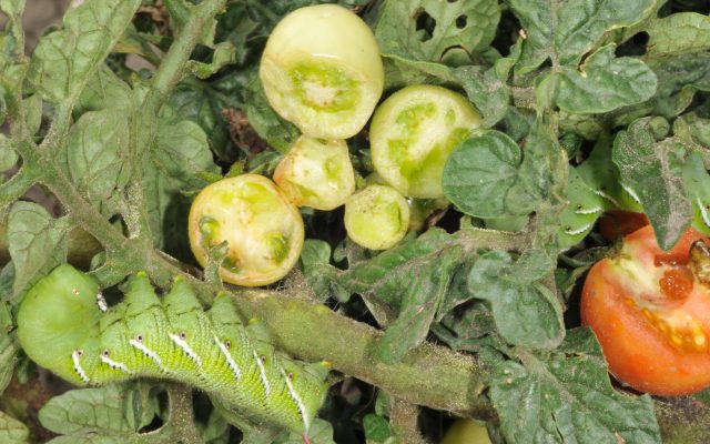 Insect Gallery – Vegetable Insects and Their Management