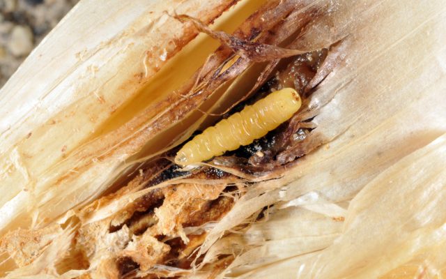 Insect Gallery – Vegetable Insects and Their Management