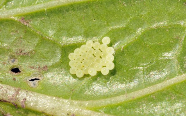 Insect Gallery – Vegetable Insects and Their Management