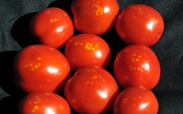 Insect Gallery – Vegetable Insects and Their Management