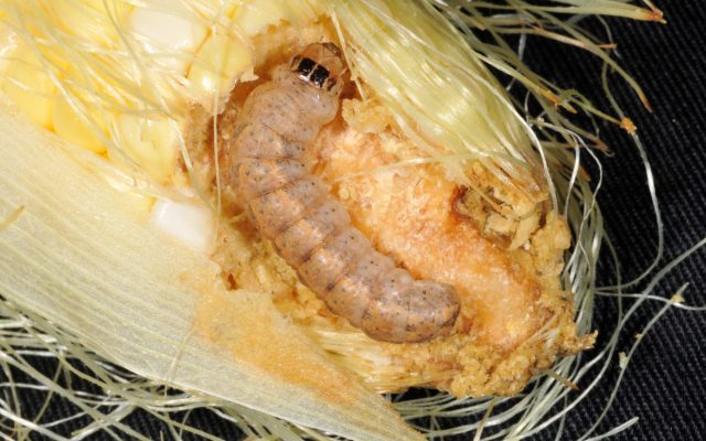 Insect Gallery – Vegetable Insects and Their Management