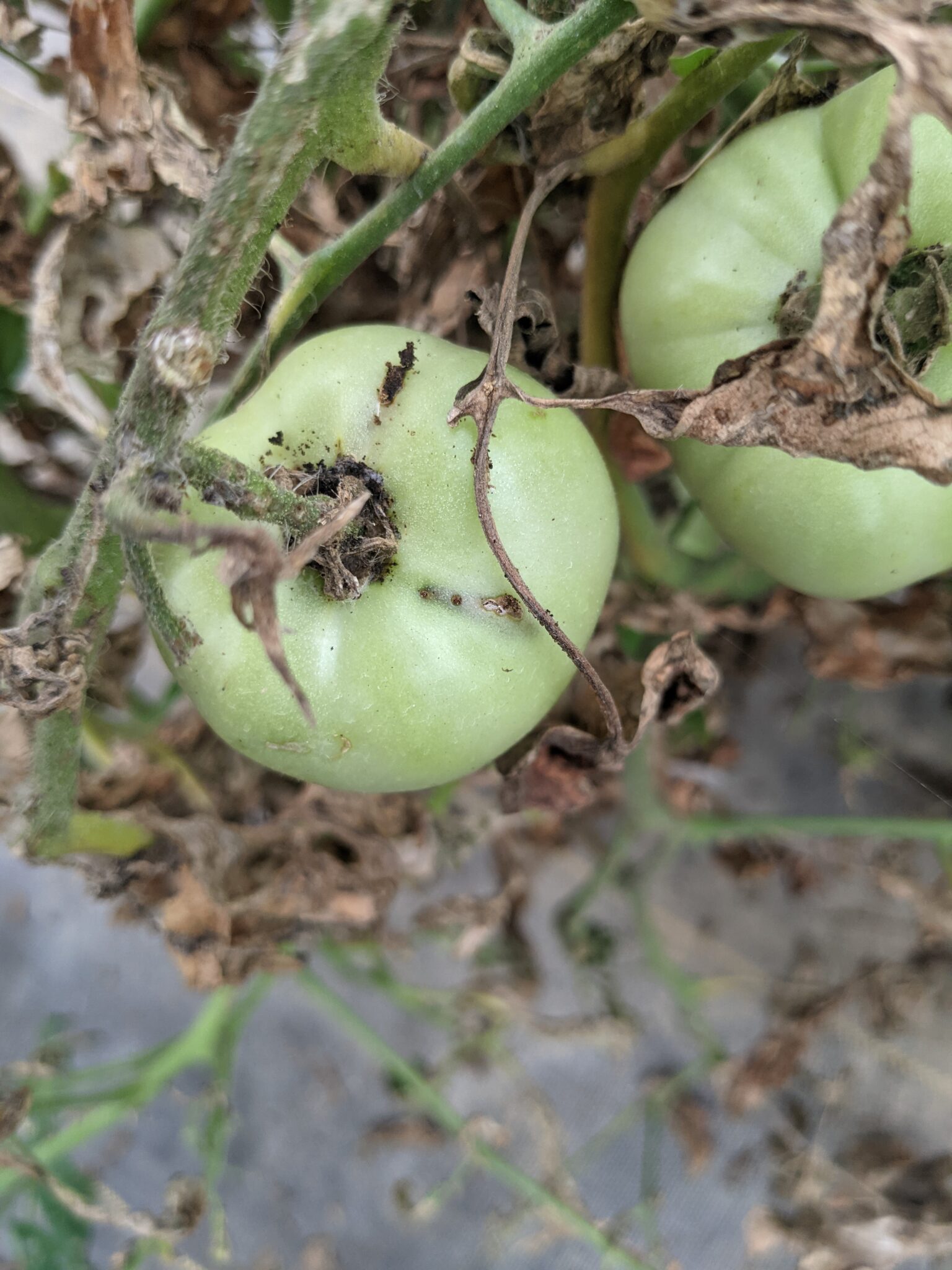 Tomato Pinworm – Vegetable Insects and Their Management