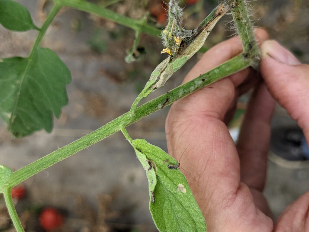 Tomato Pinworm – Vegetable Insects and Their Management